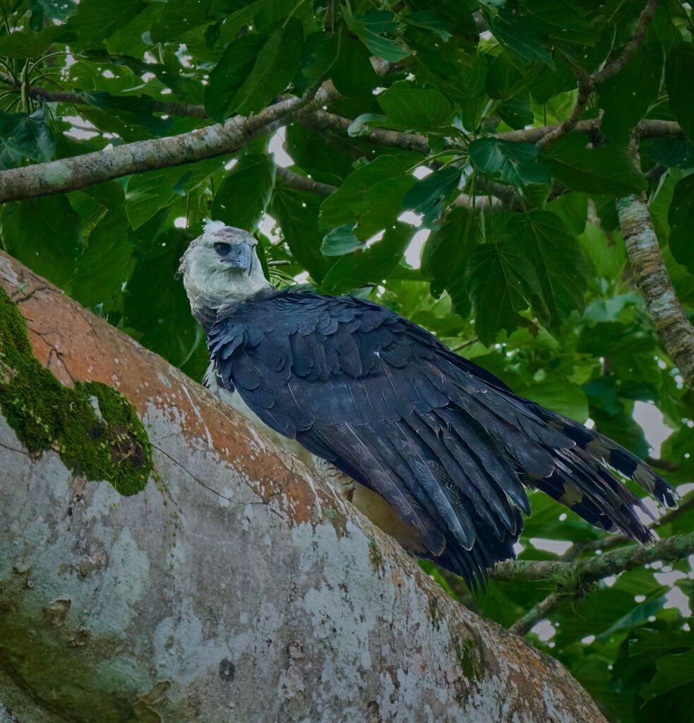La Imponente Águila Arpía - Cyril Joseph | Photography